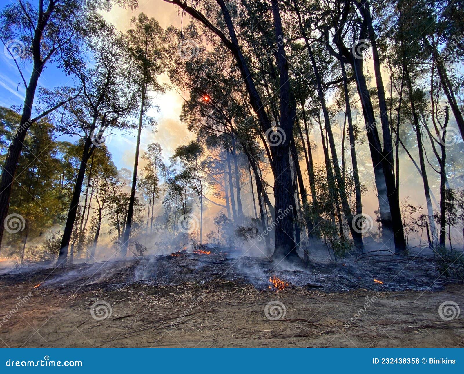 Bushfire Mitigation Burn stock photo. Image of burnt - 232438358