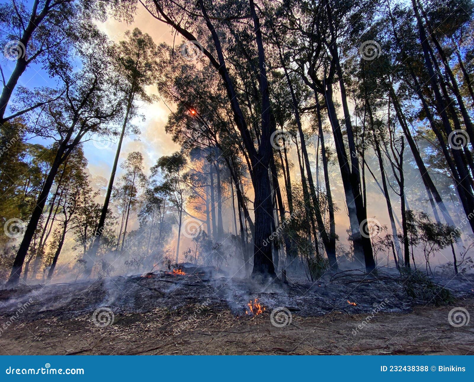 Bushfire Mitigation Burn stock photo. Image of heat - 232438388