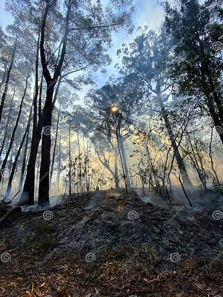 Bushfire Mitigation Burn stock photo. Image of back - 232438450
