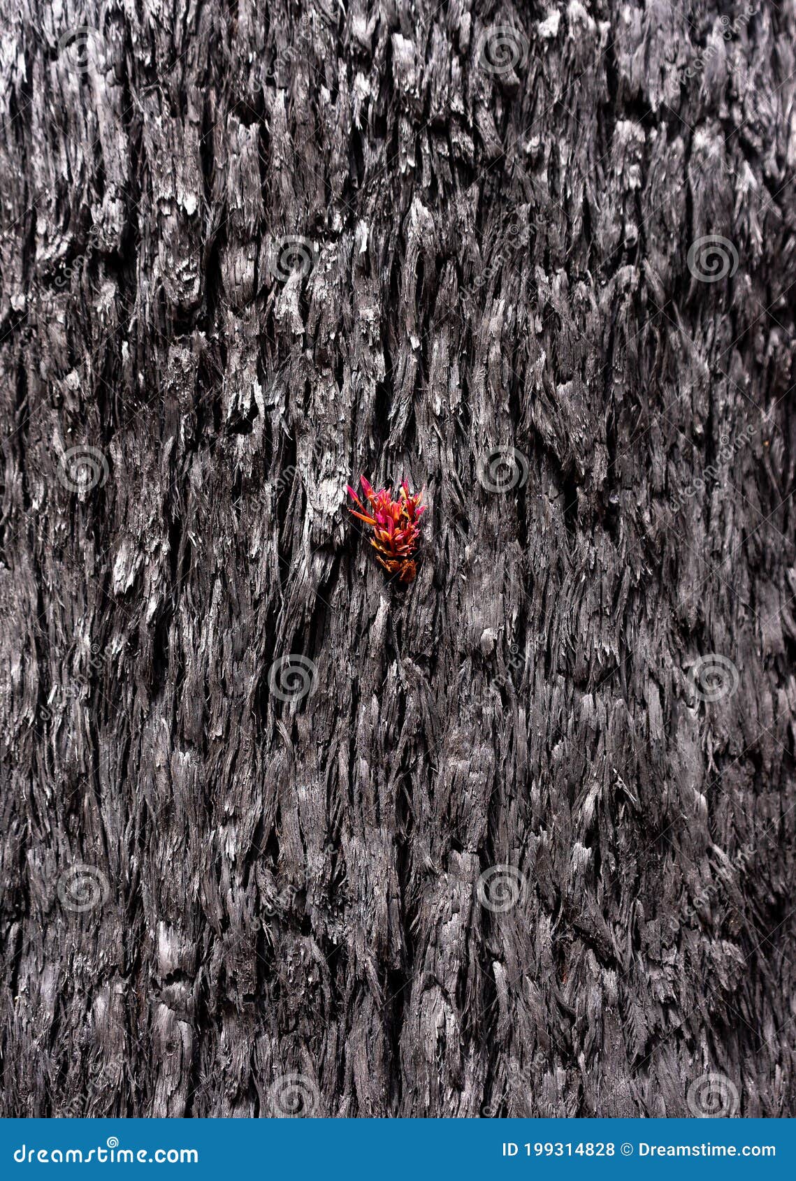 Bushfire Recovery and Tree Regrowth from Australian Bush Fires Stock ...