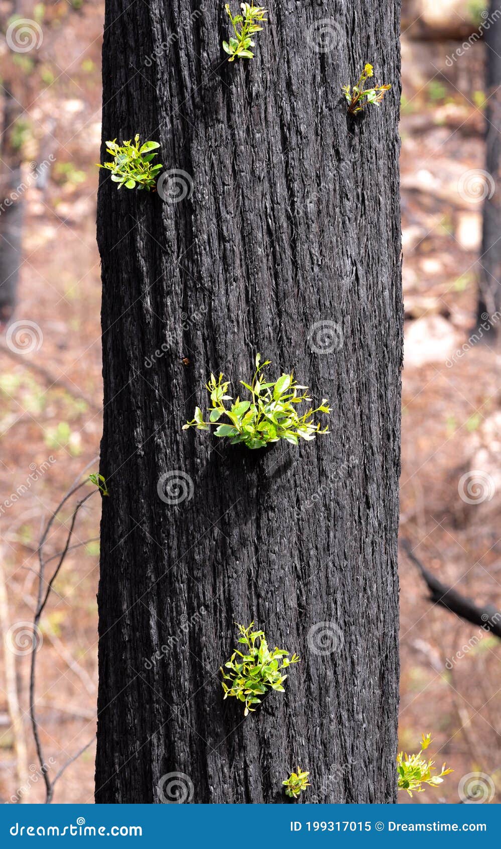 Bushfire Recovery and Tree Regrowth from Australian Bush Fires Stock ...