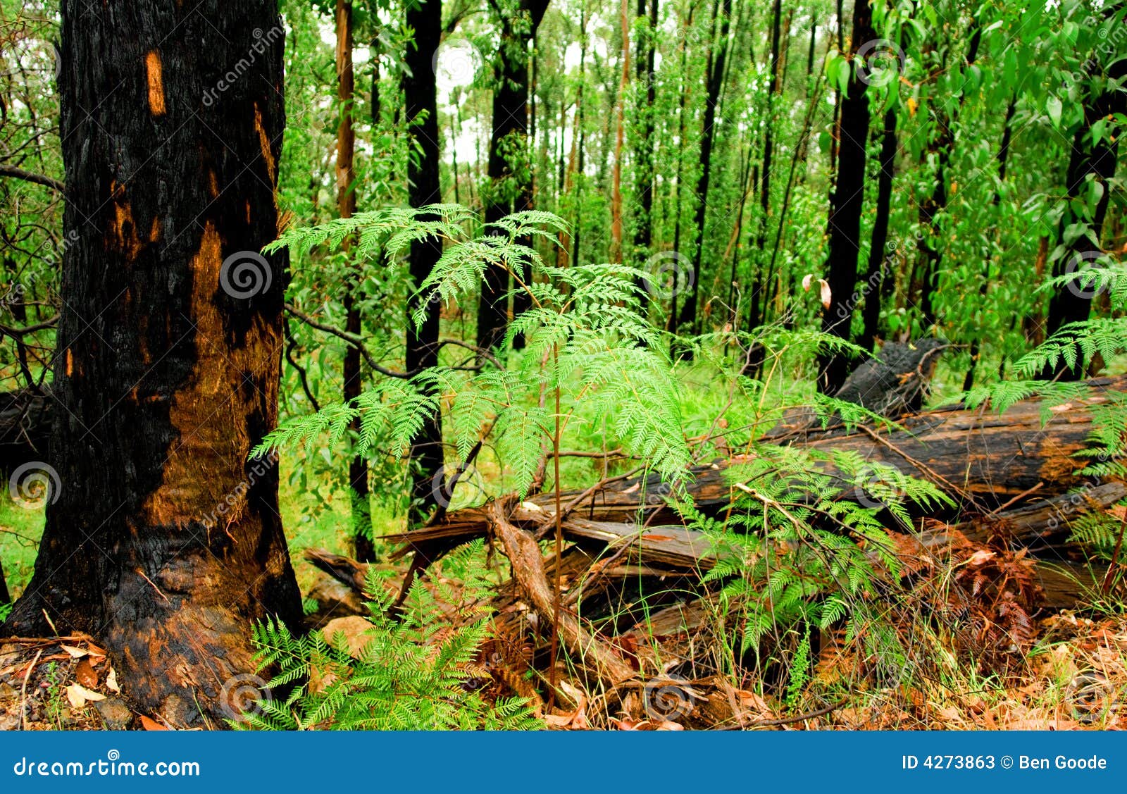 Bushfire Regrowth stock image. Image of forest, fern, beauty - 4273863