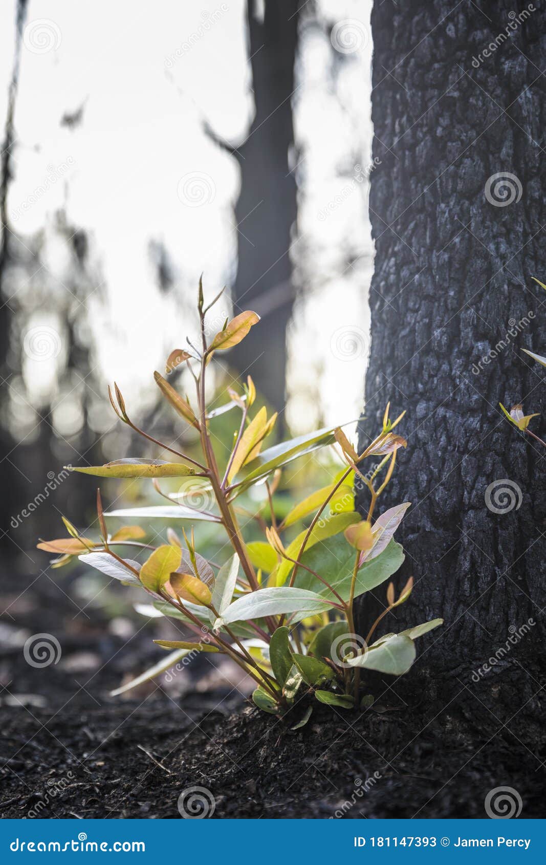 Bushfire Regrowth from Burnt Bush Stock Image - Image of tree, fertile ...