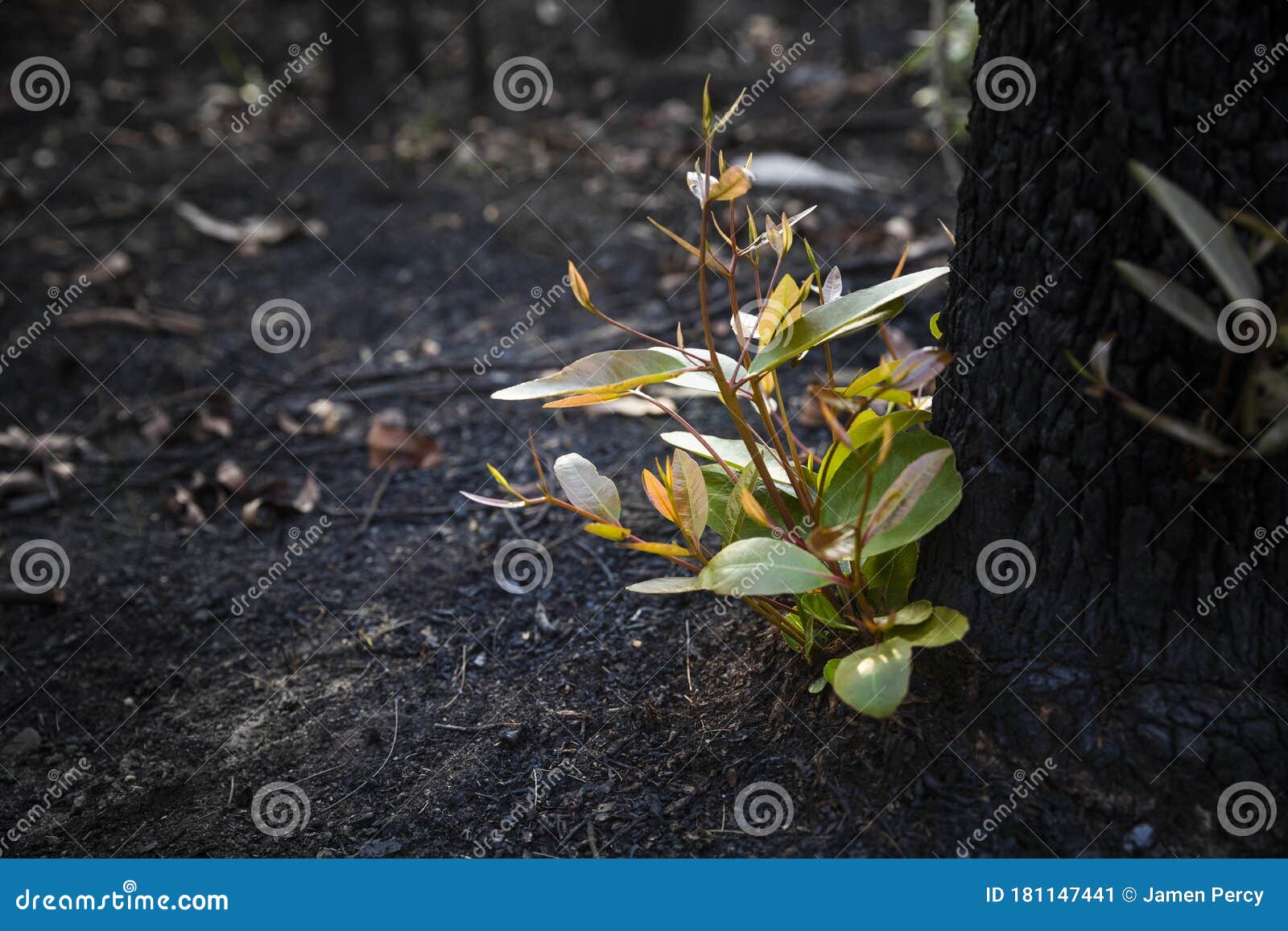 Bushfire Regrowth from Burnt Bush in Australia Stock Image - Image of ...