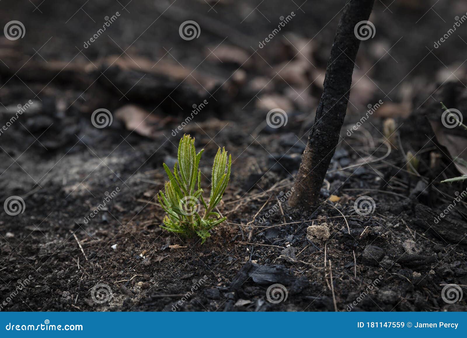 Bushfire Regrowth from Burnt Bush in Australia Stock Image - Image of ...