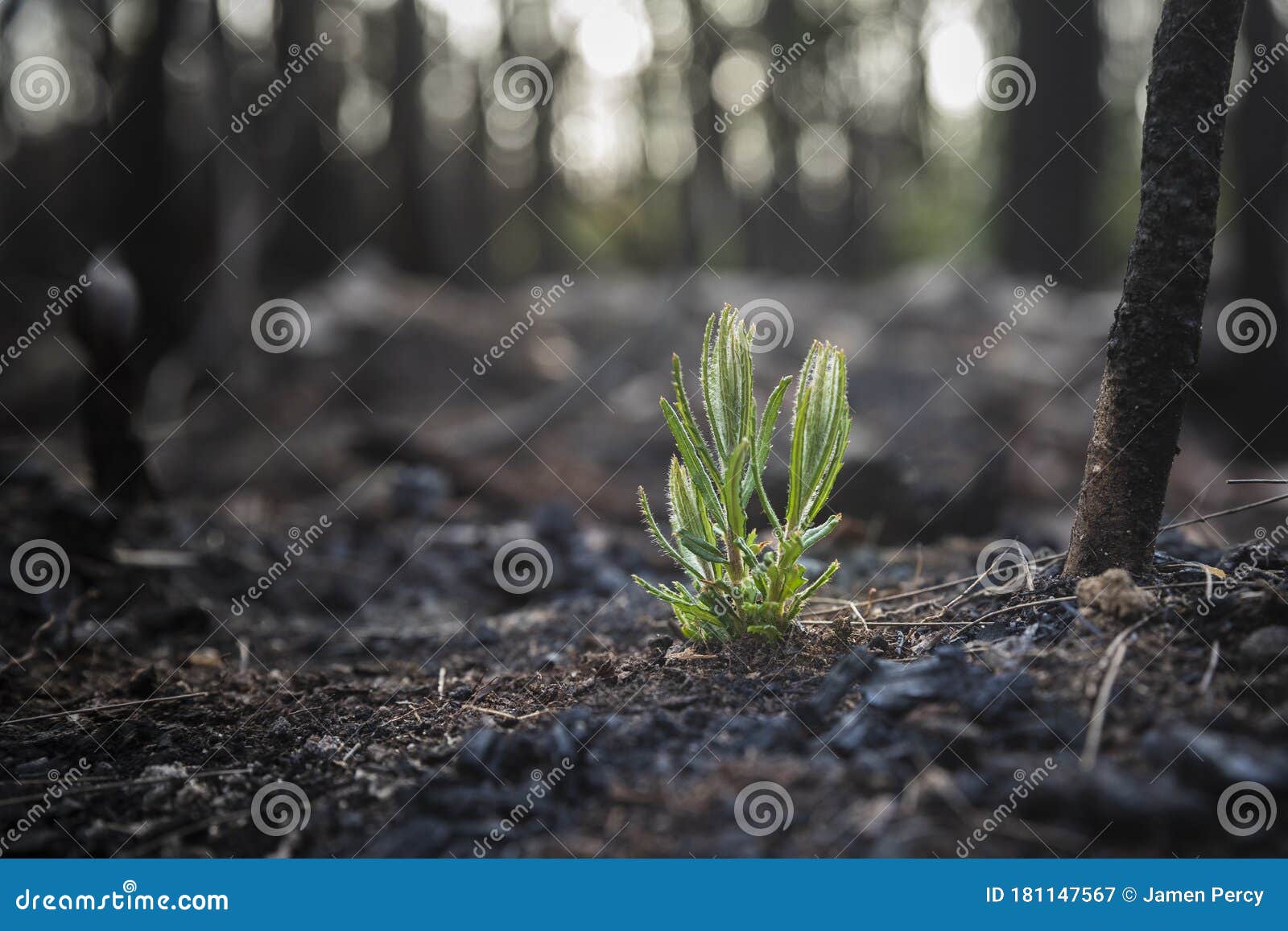 Bushfire Regrowth from Burnt Bush in Australia Stock Image - Image of ...