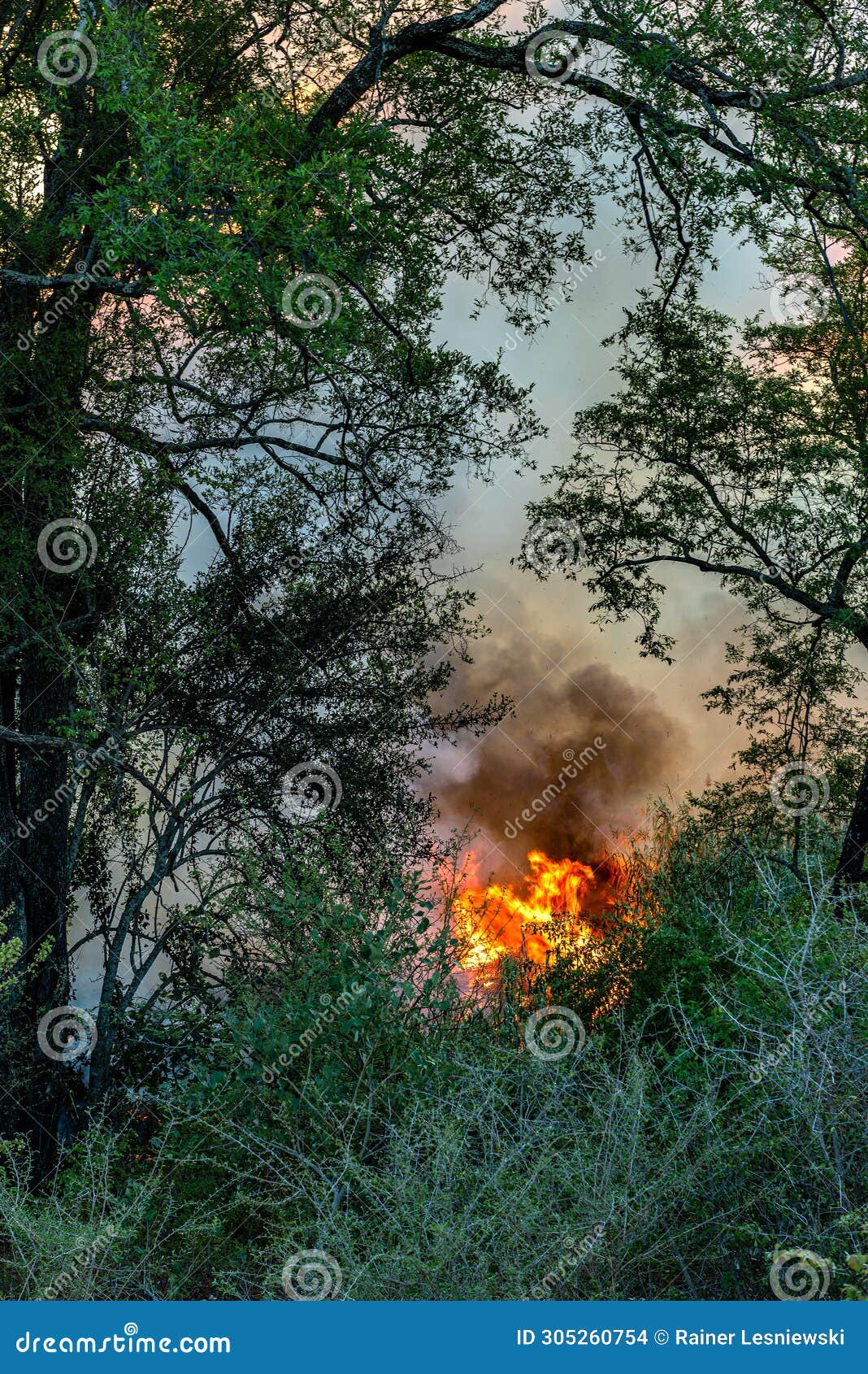 Bushfires on the Kwando River, Zambezi Region, Namibia Stock Photo ...