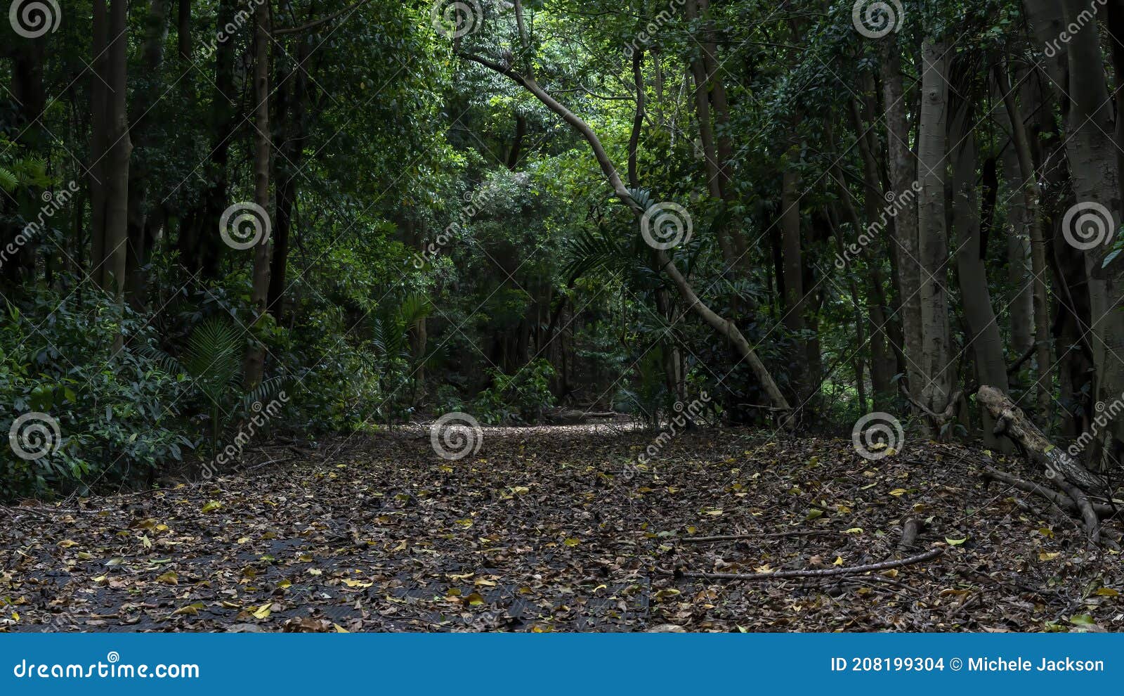 A Bushland Walking Track stock photo. Image of matting - 208199304