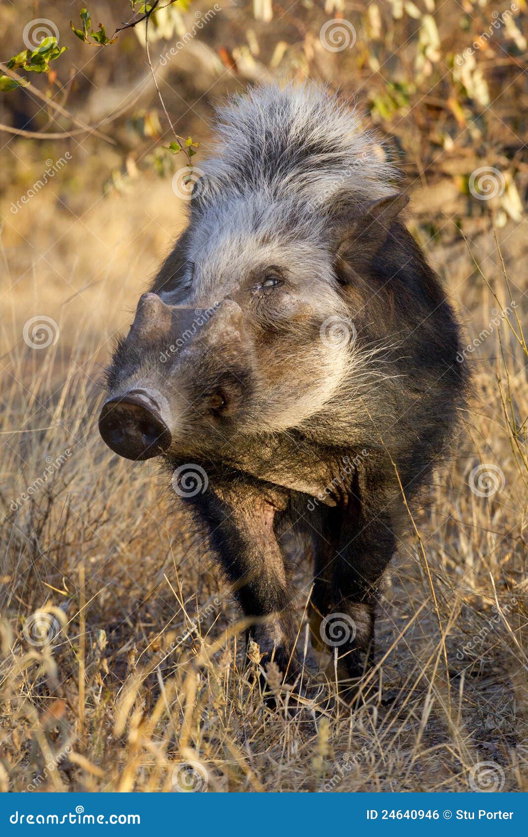 Bushpig in Dag, Zuid-Afrika Stock Foto - Image of afrikaans, varken ...
