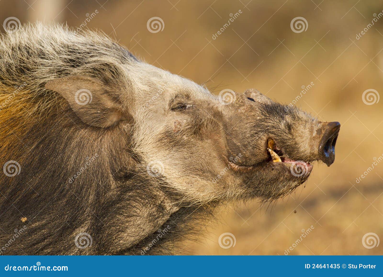 Bushpig, South Africa stock image. Image of bush, african - 24641435