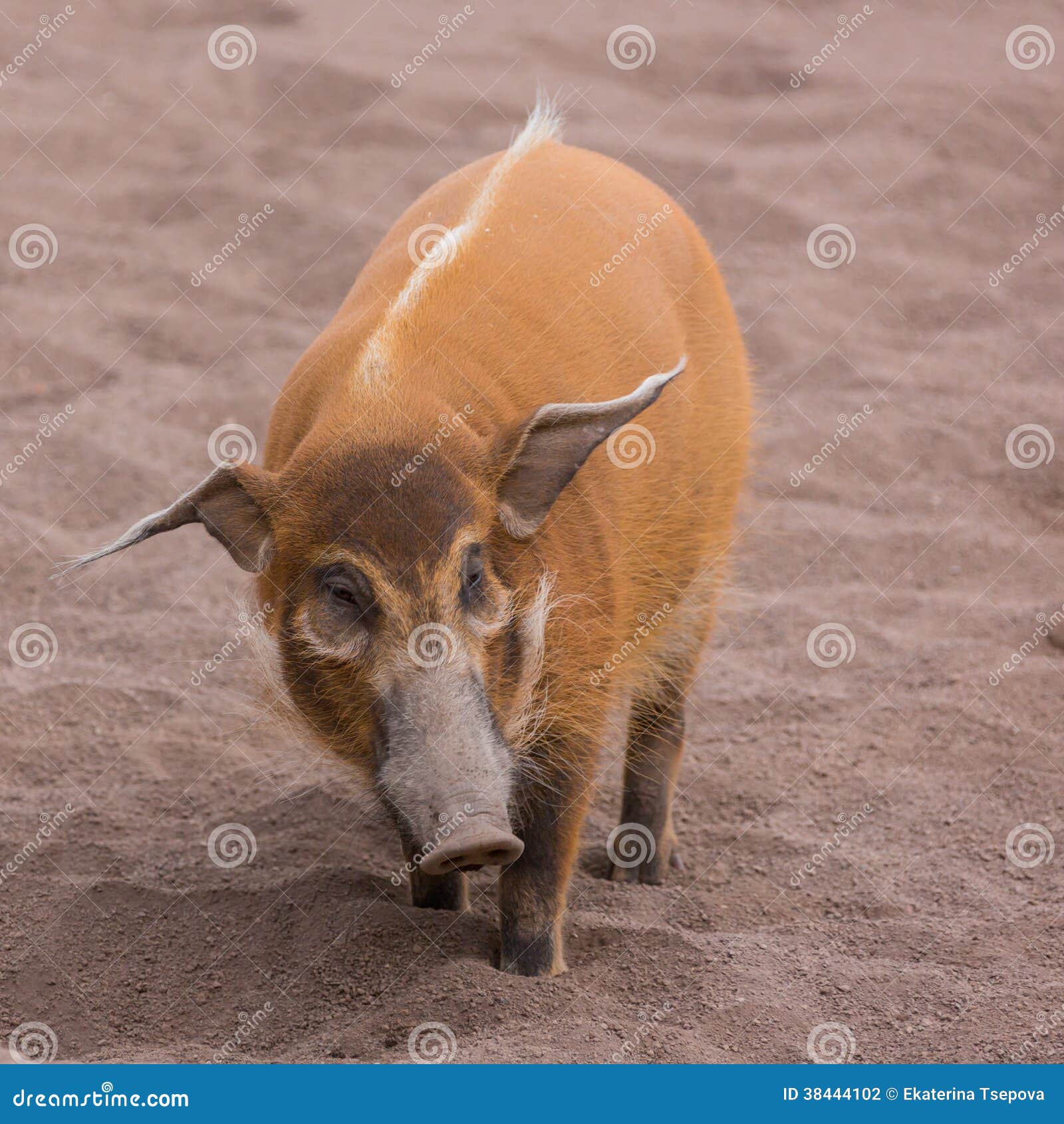 Bushpig in the zoo stock photo. Image of mammal, living - 38444102