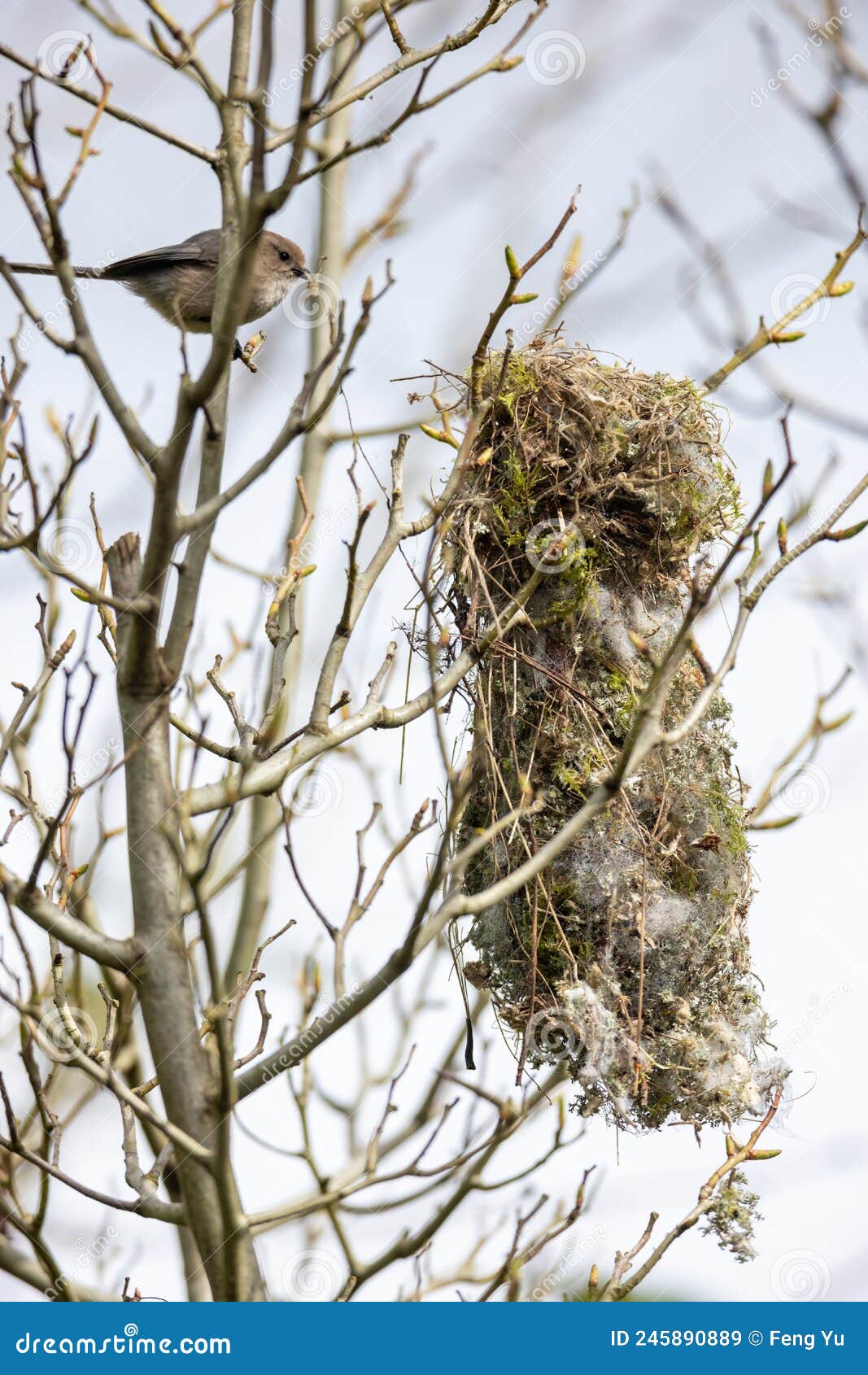 Bushtit bird nest stock image. Image of nature, america - 245890889