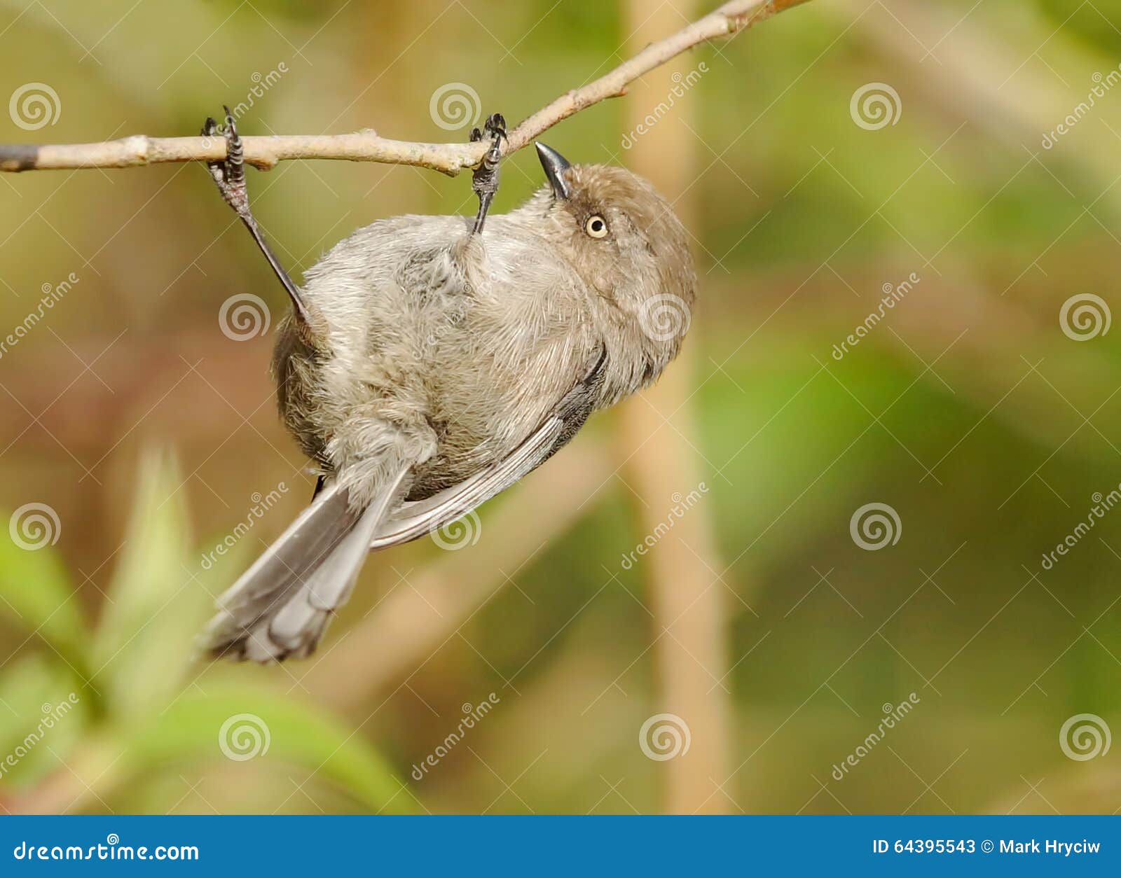 Bushtit Small Bird stock image. Image of plumage, little - 64395543