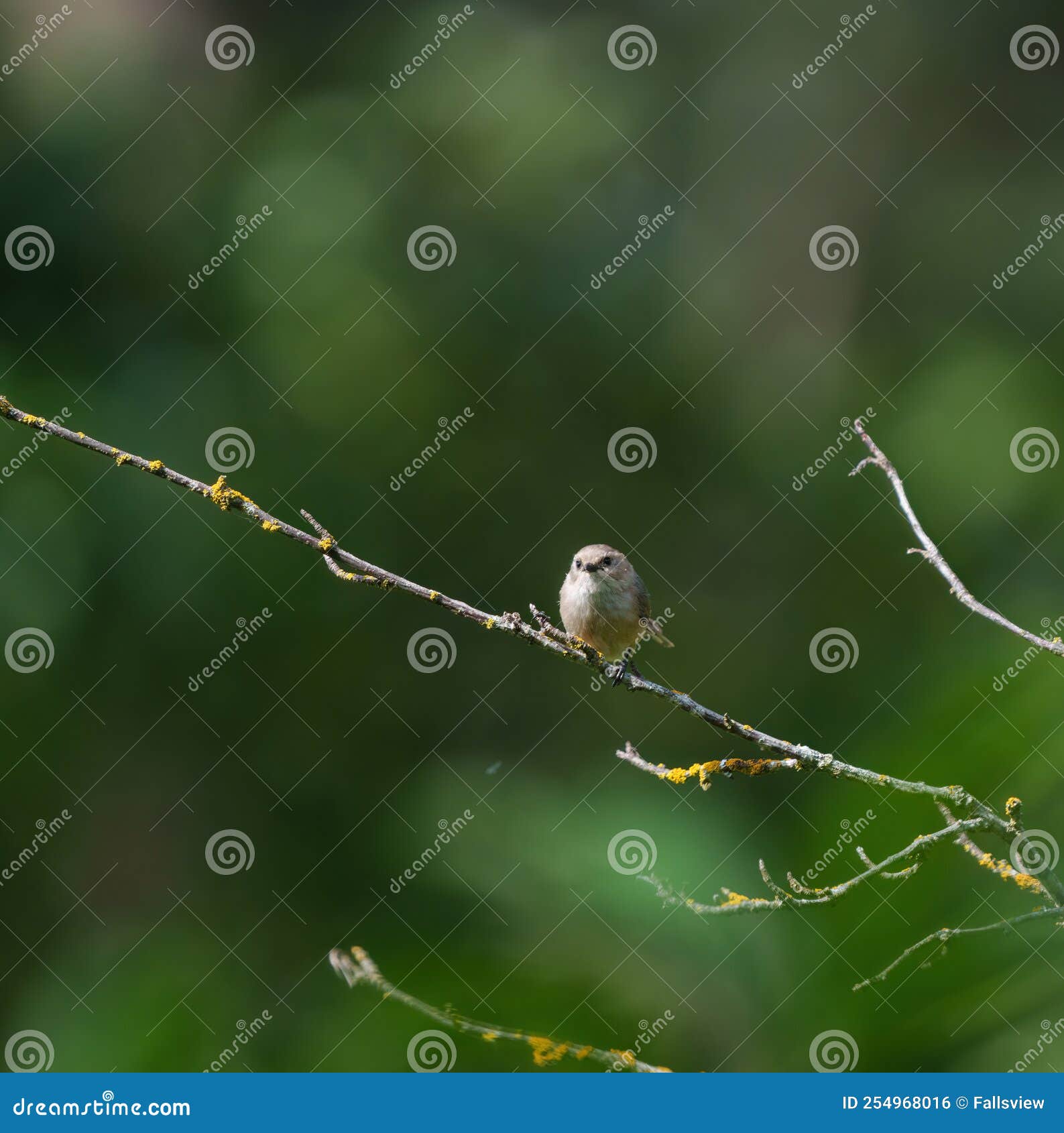 Bushtit Resting on Tree Branch Stock Photo - Image of birdwatching ...