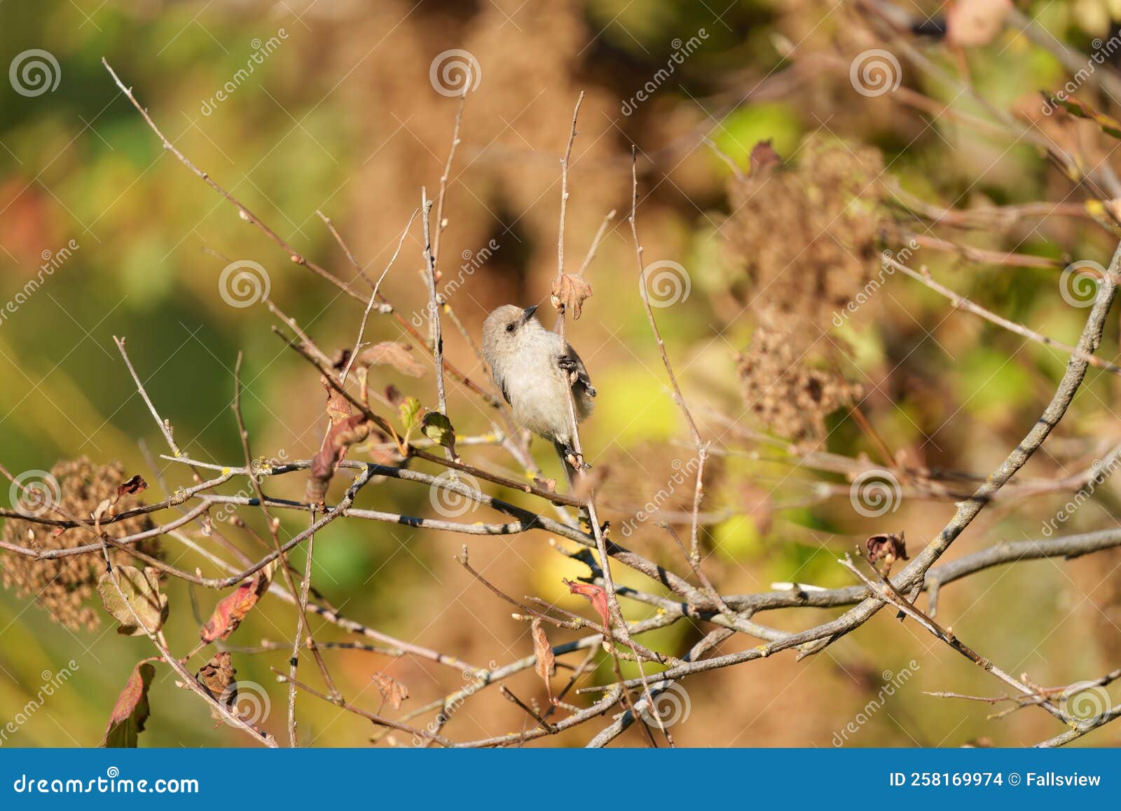 Bushtit Resting on Tree Branch Stock Photo - Image of tree, gray: 258169974
