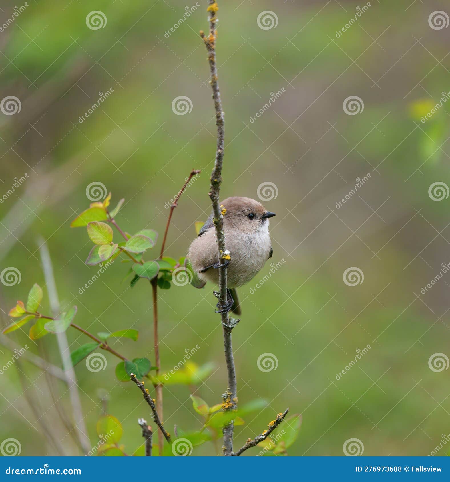 Bushtit Resting on Tree Branch Stock Photo - Image of fluffy ...