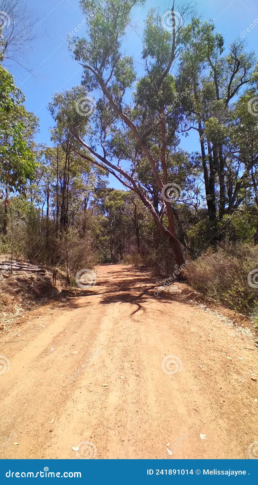 Bushtracks in Australian Nature Stock Photo - Image of soil, forest ...
