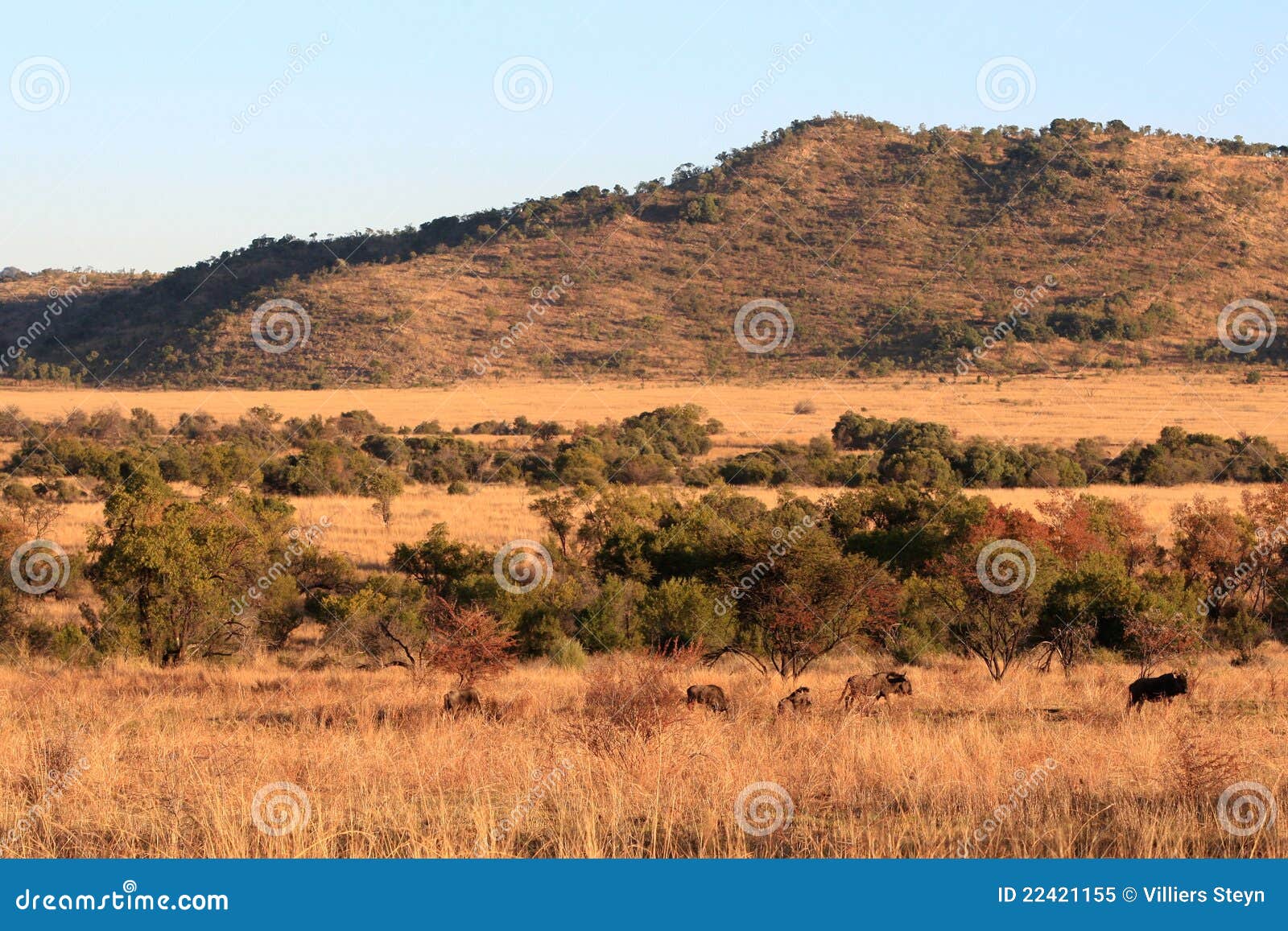 Bushveld imagem de stock. Imagem de horizontal, jogo - 22421155