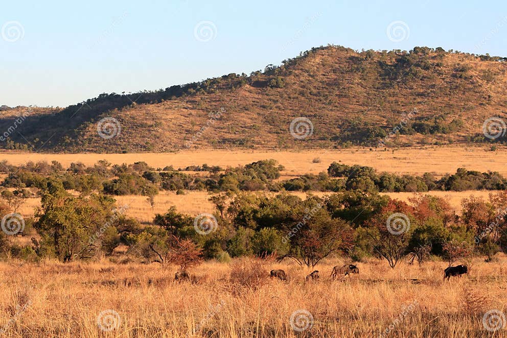Bushveld stock image. Image of landscape, scenery, outdoors - 22421155