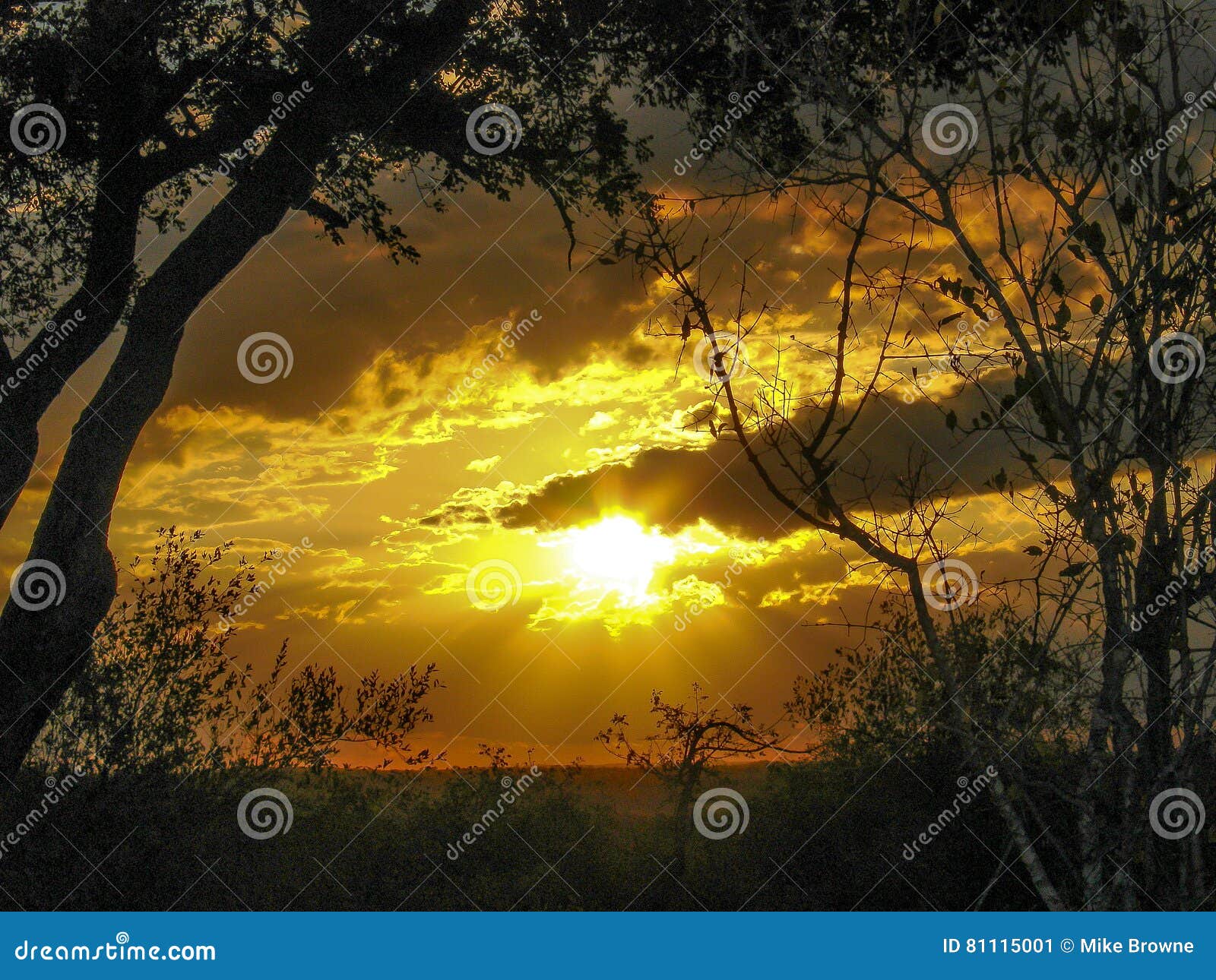 Bushveld Sunset stock image. Image of awesome, reeds - 81115001