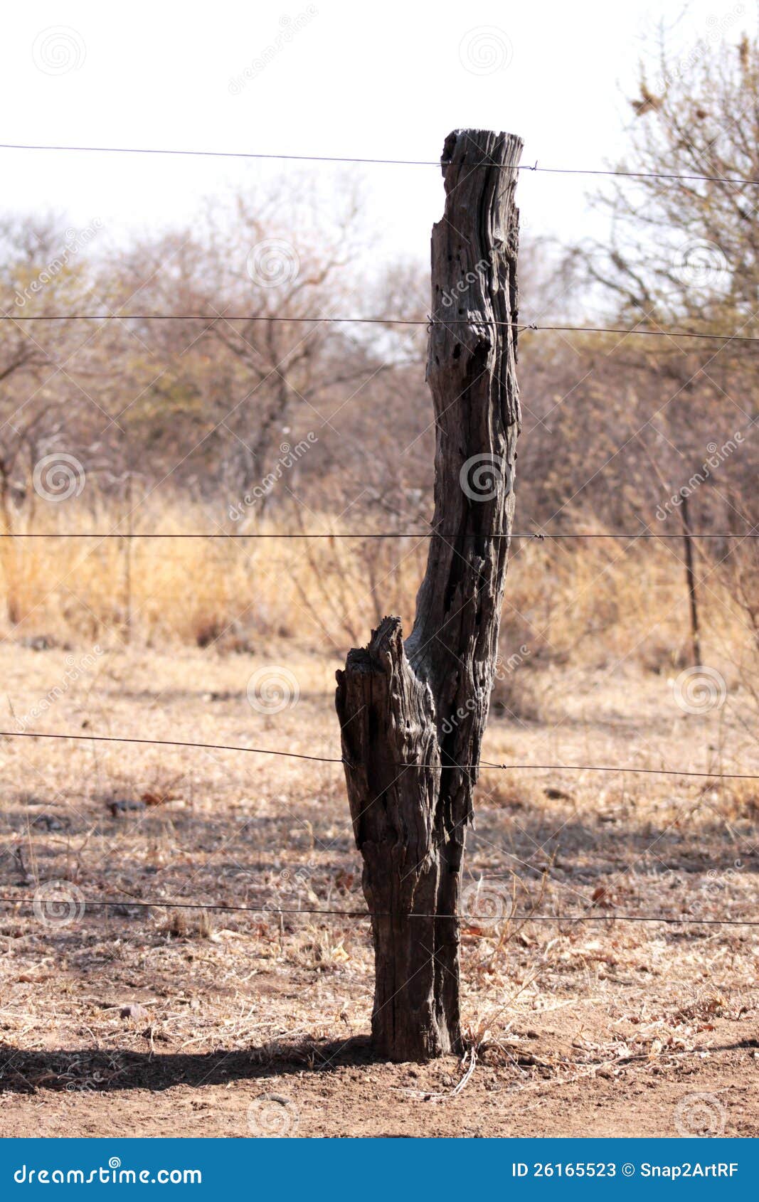 Bushveld Tree Trunk Fence Picture. Image: 26165523