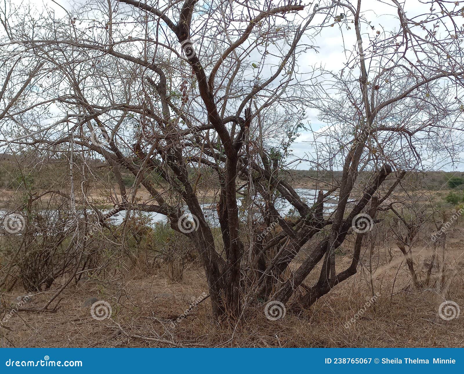 Bushveld Tree in winter stock image. Image of tree, produce - 238765067