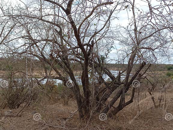 Bushveld Tree in winter stock image. Image of tree, produce - 238765067