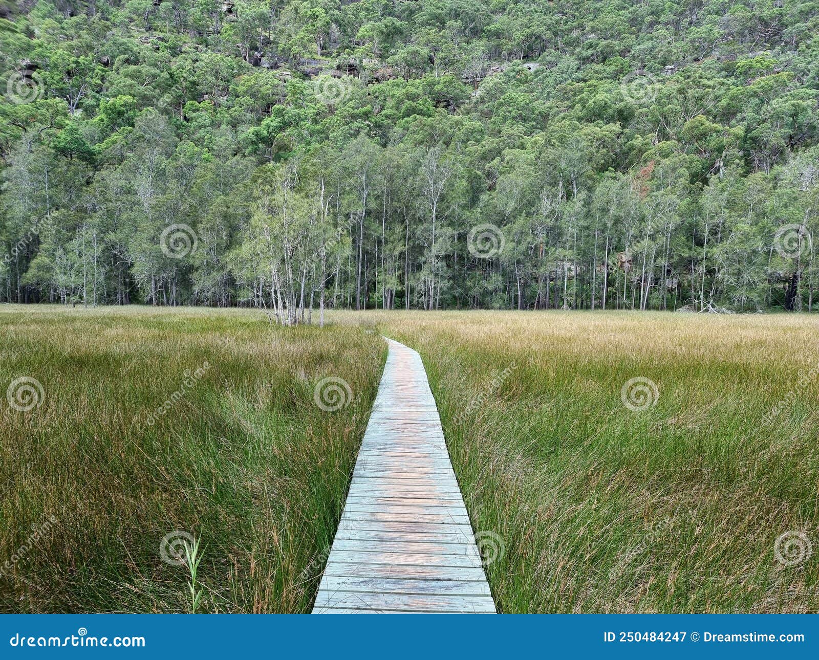 Bushwalk this AfternoonðŸ ‚ Stock Image - Image of agriculture, soil ...