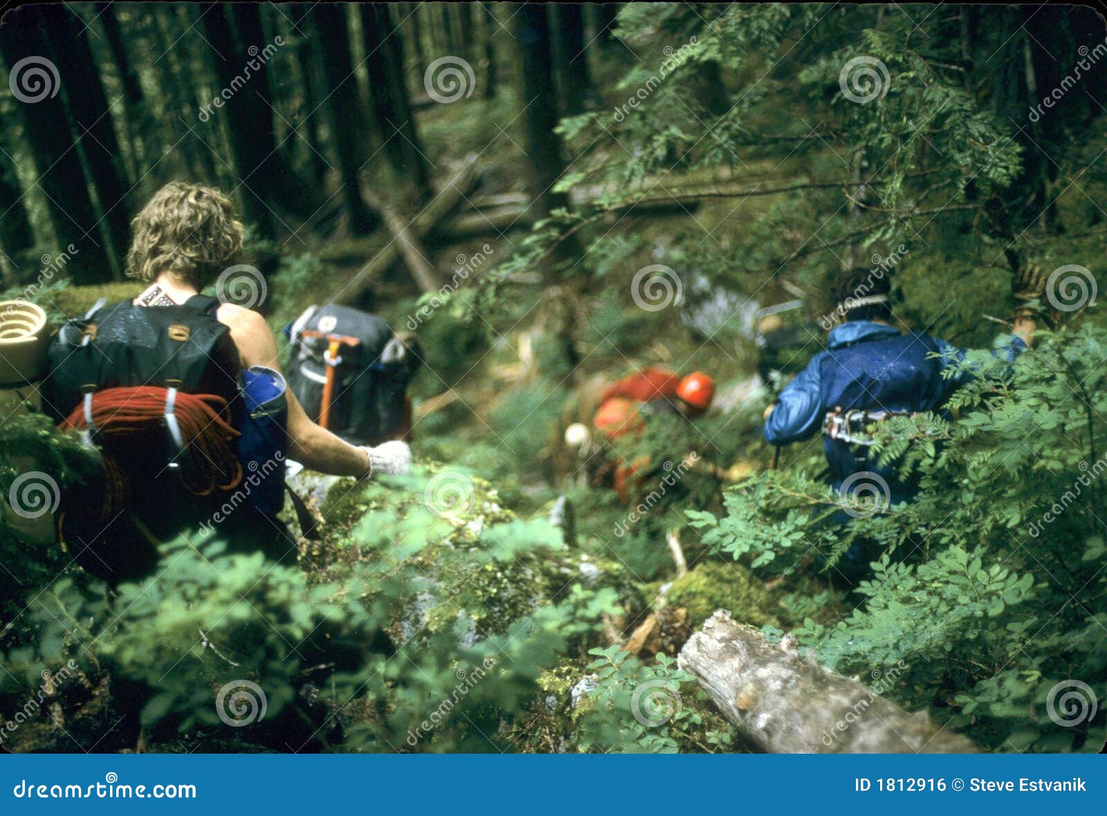 Bushwhacking stock photo. Image of trail, pack, hiker - 1812916