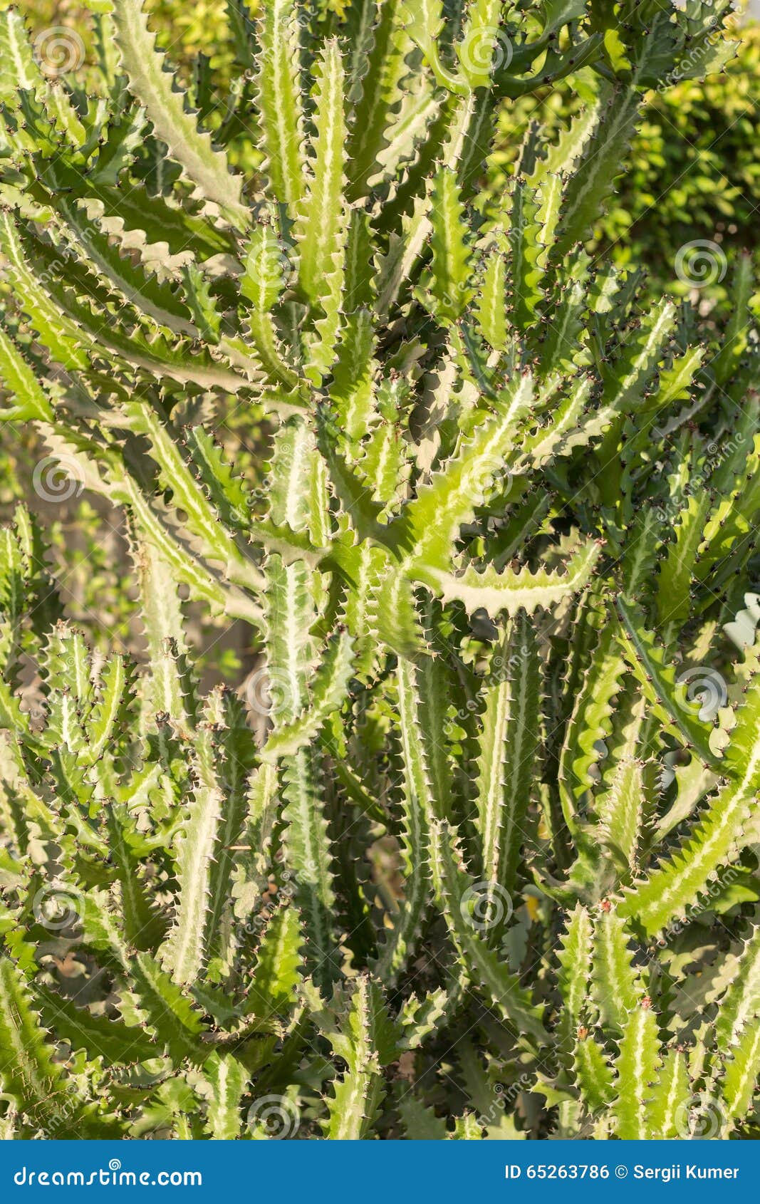 Bushy Cactus Plant in the Garden Stock Photo - Image of points, cactus ...