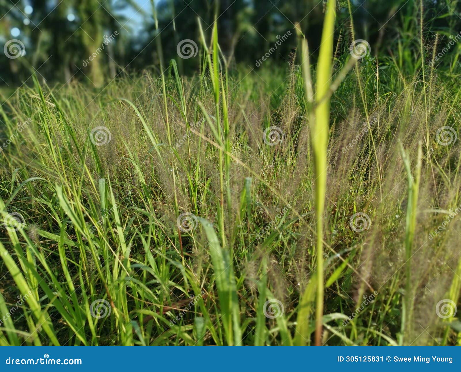 Bushy Dwarf Fountain Grass in the Meadow. Stock Image - Image of hameln ...