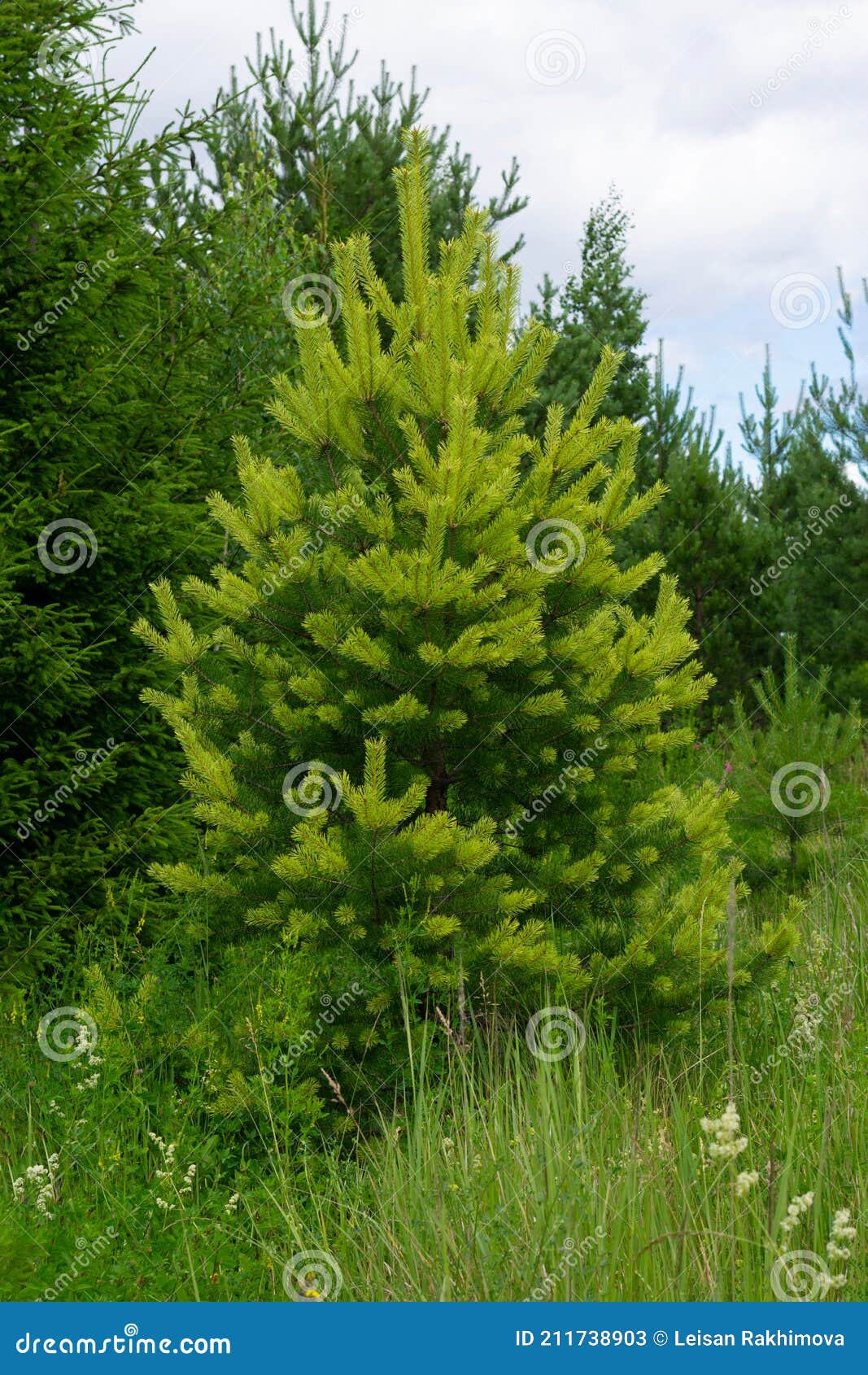 Bushy Evergreen Pine Tree with Young Branches Grows in the Field in ...