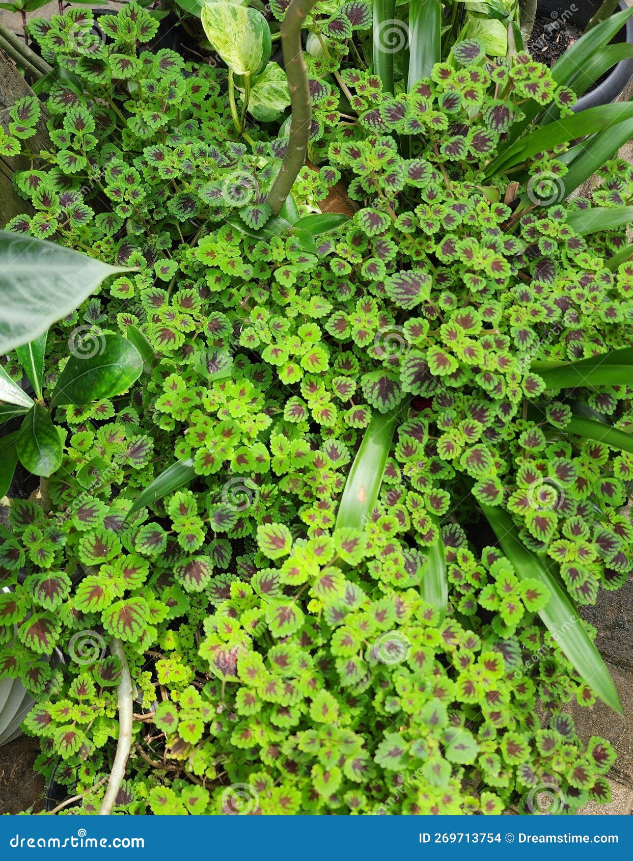 Bushy grass, coleus plant stock photo. Image of vegetation - 269713754
