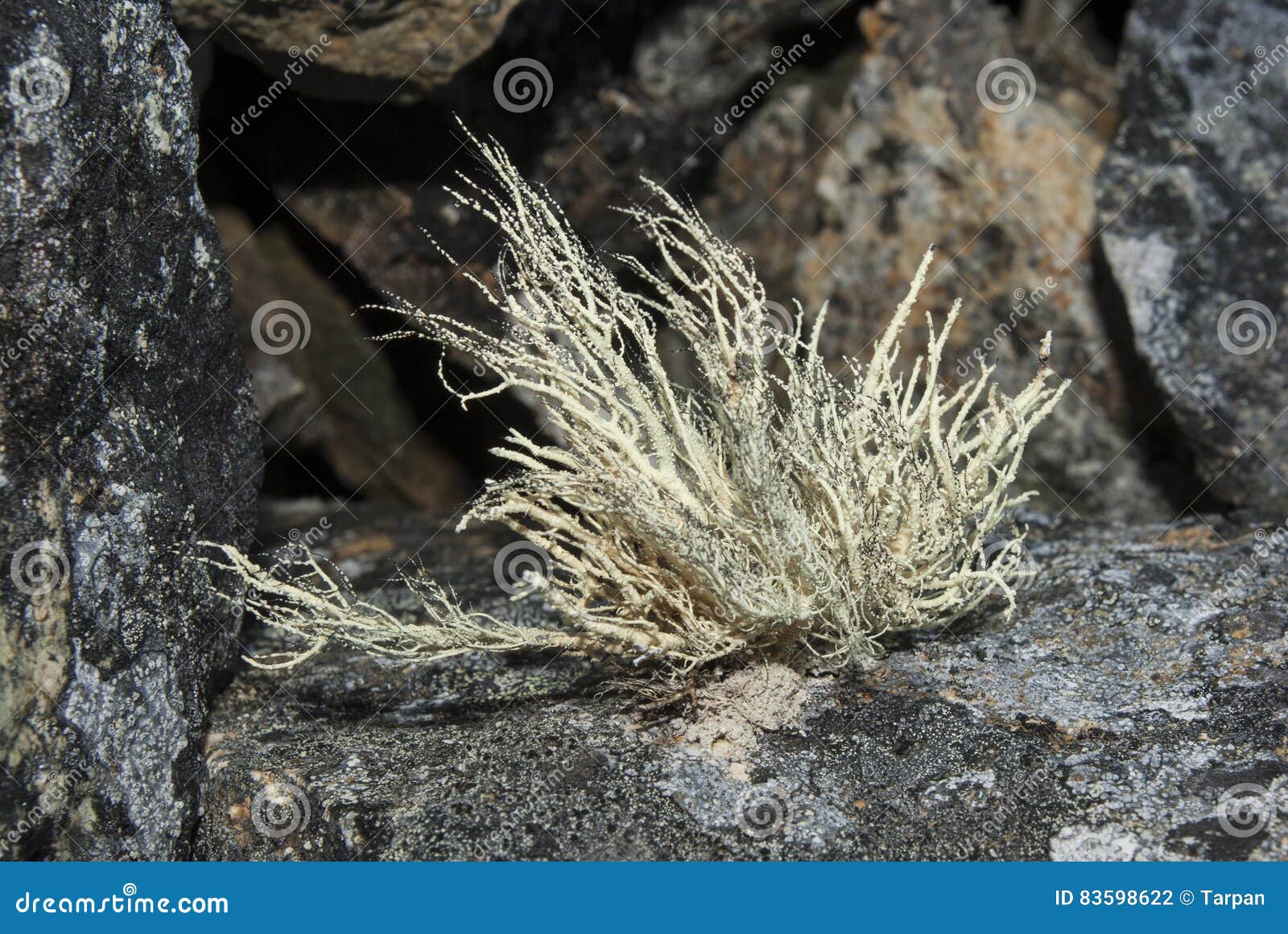 Bushy Lichen Growing on Rocks of the Antarctic Peninsula Stock Photo ...