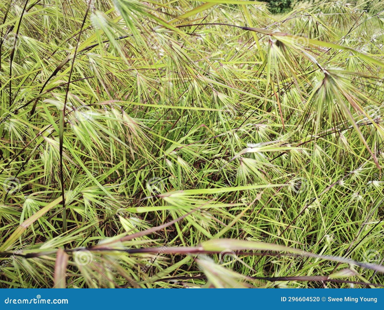 Tiandra Grass Stock Photos - Free & Royalty-Free Stock Photos from ...