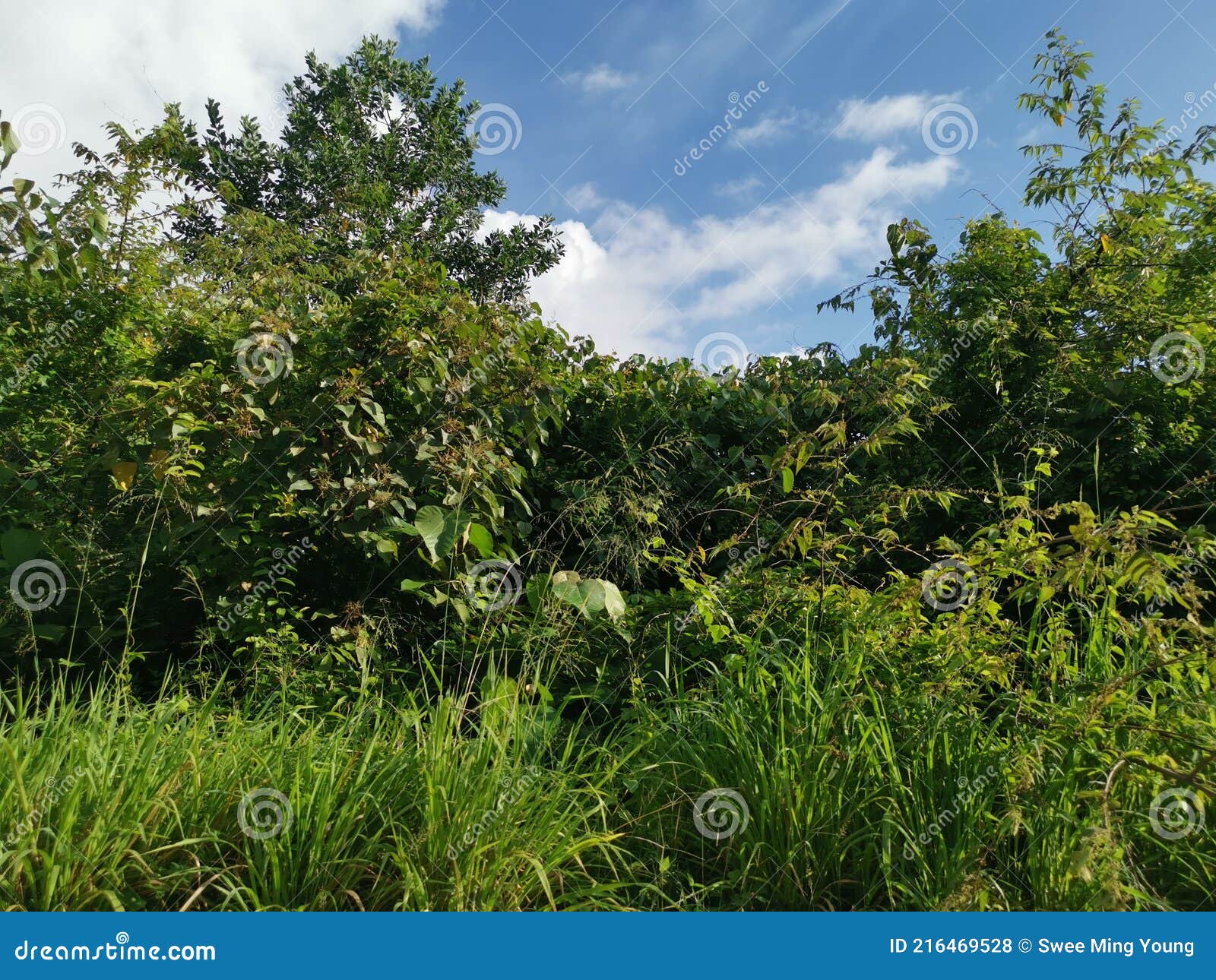 Bushy Overgrowth Vegetation in the Wild Daytime Field. Stock Photo ...