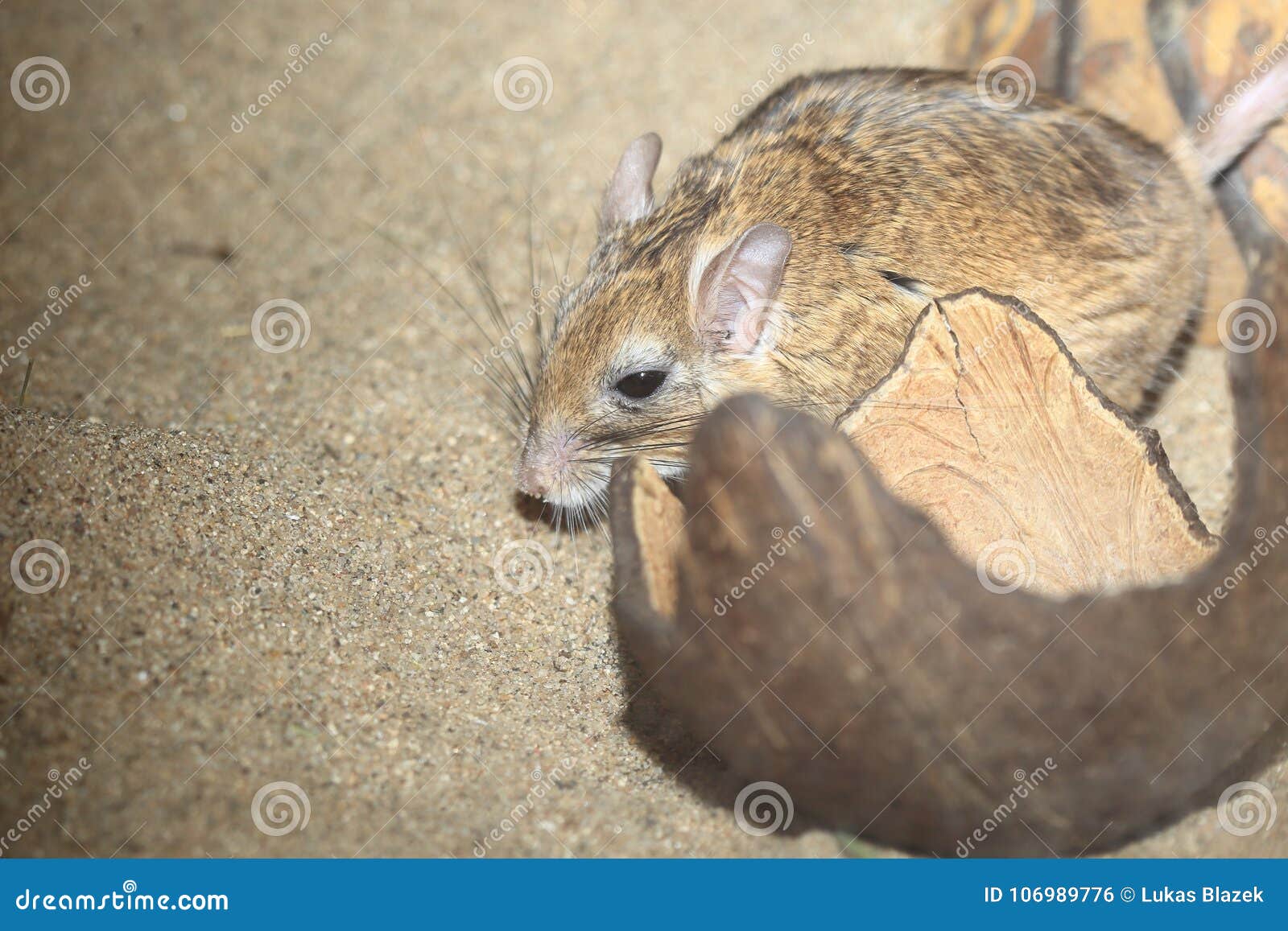 Bushy-tailed jird stock photo. Image of animal, sand - 106989776