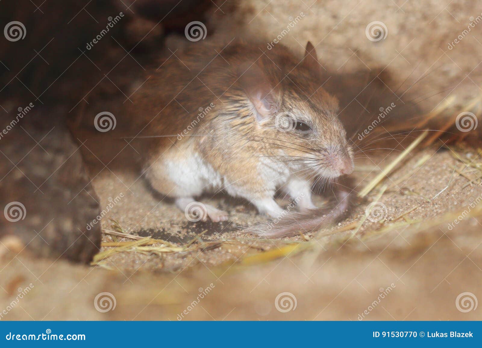Bushy-tailed jird stock photo. Image of jird, adult, nature - 91530770