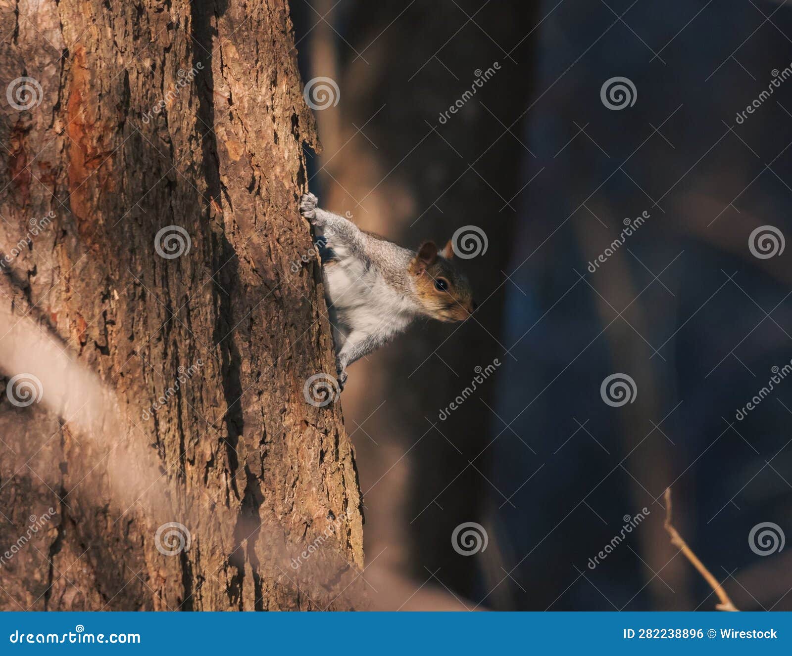 Bushy-tailed Squirrel Scurrying Up the Side of a Tree Trunk in a Forest ...