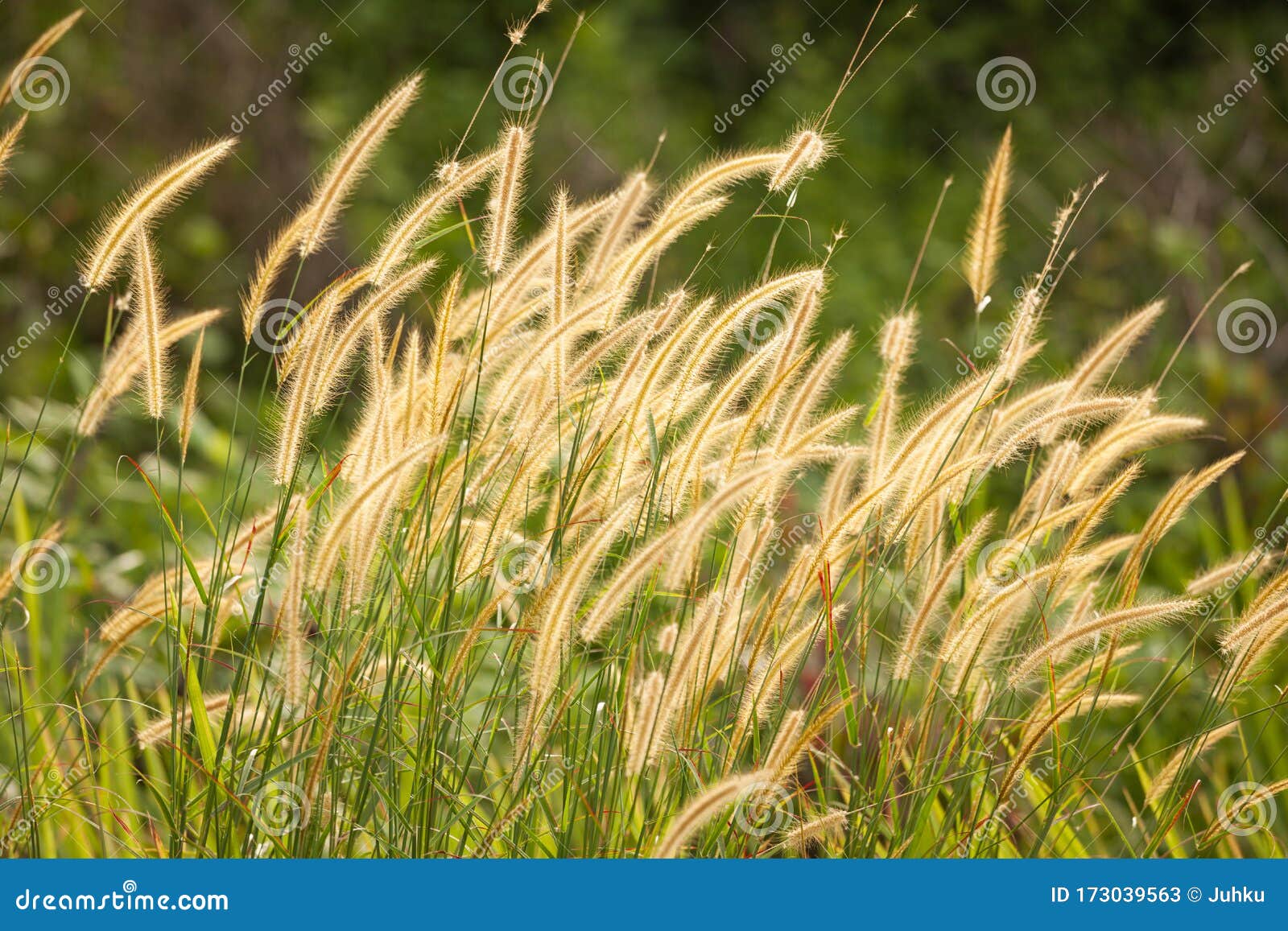 Bushy Tall Grass in Nature in Sunlight Stock Image - Image of ...