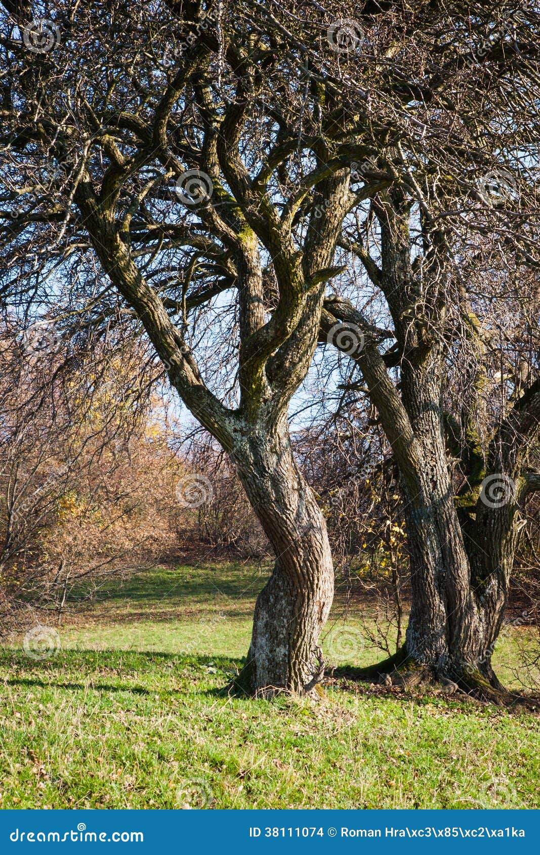 Bushy tree stock photo. Image of branch, bushes, crown - 38111074