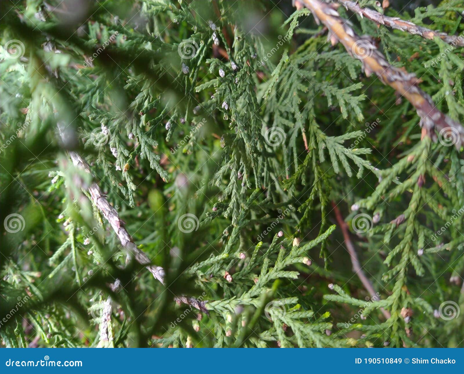 Bushy tree in the jungle stock image. Image of flower - 190510849