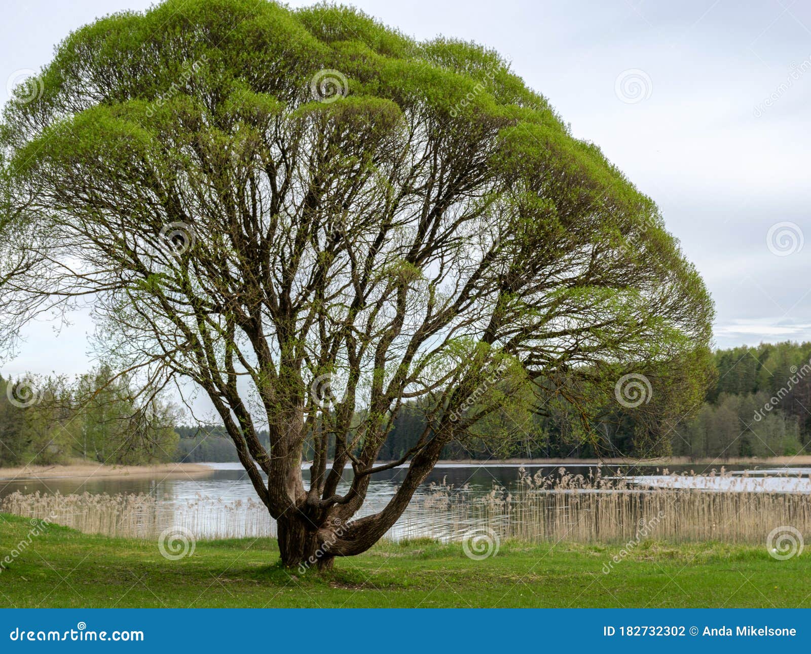 A Bushy Tree on the Lake Shore, the First Spring Greenery Stock Photo ...