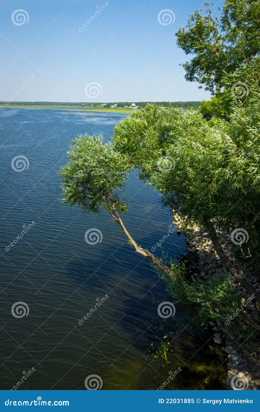 Bushy trees over the river stock image. Image of lake - 22031885