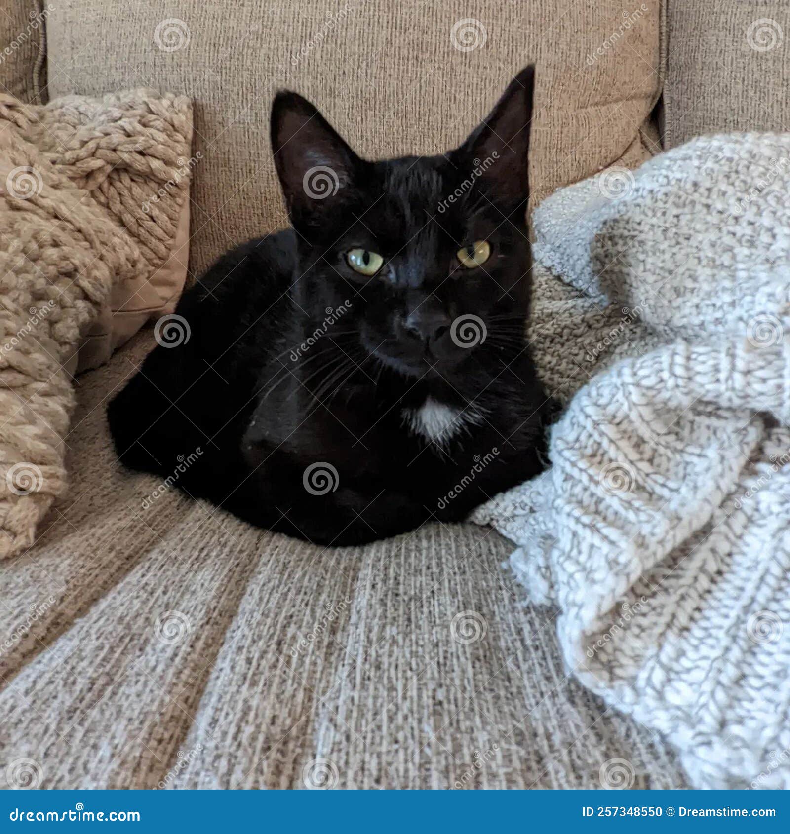 Business cat job interview stock photo. Image of animal - 257348550