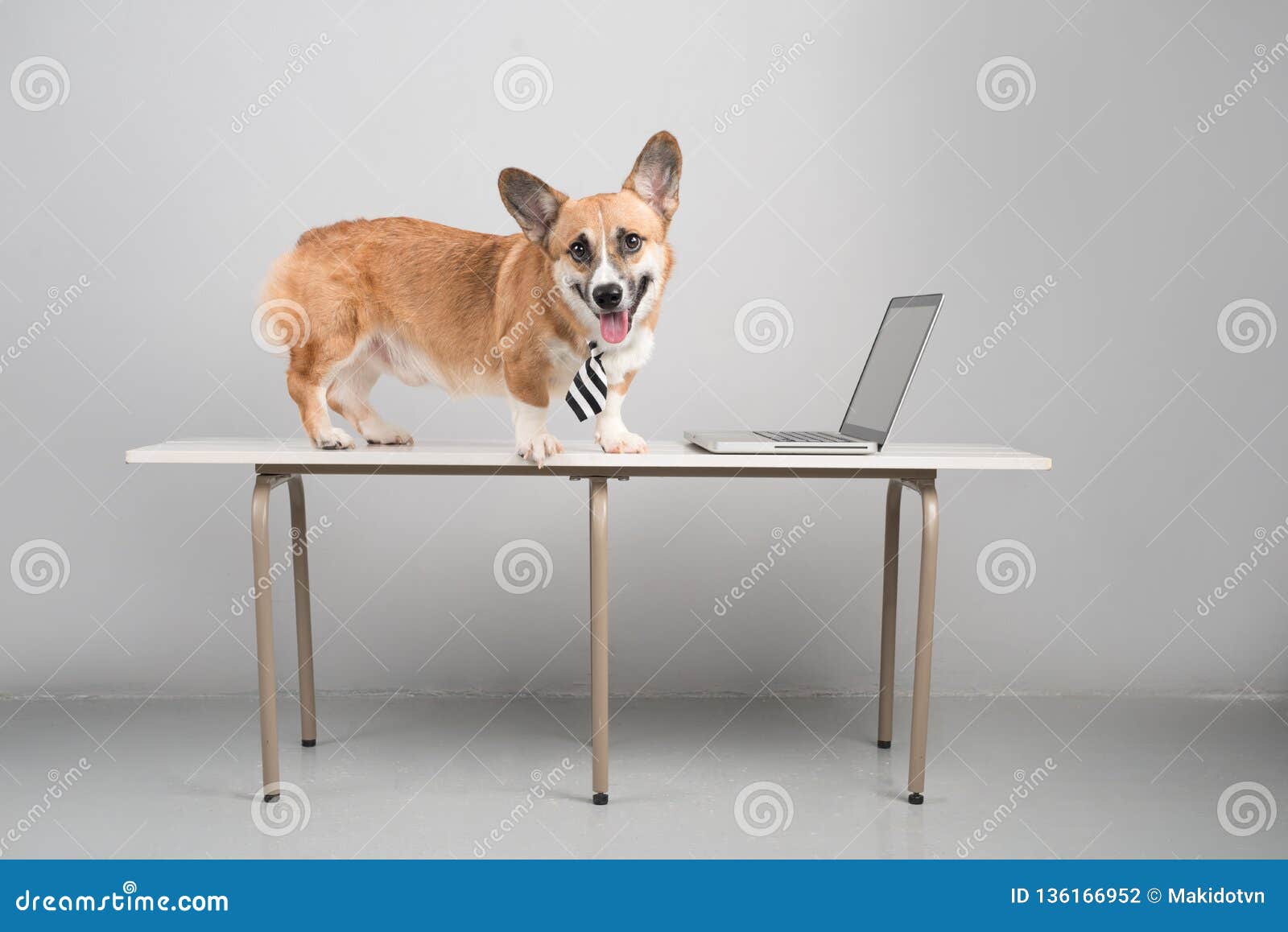 Business Concept Smart Pet Dog Using Laptop Computer Stock Photo ...