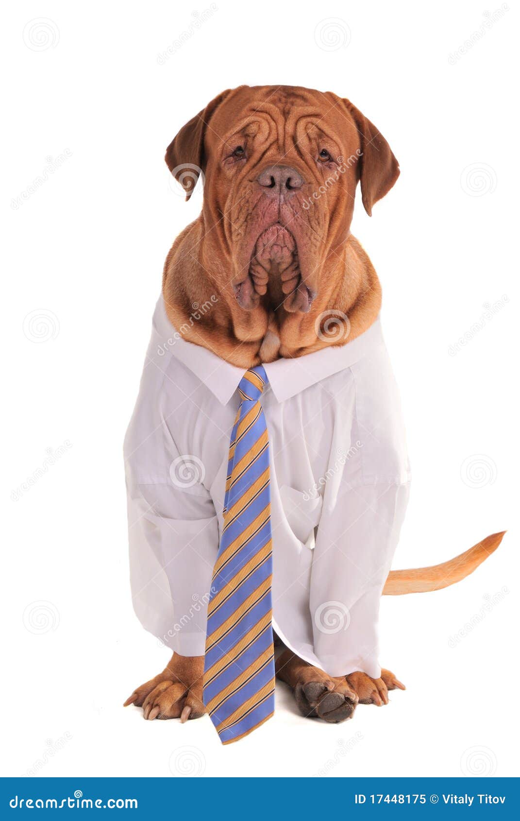 Business Dog stock image. Image of office, bordeaux, dogue - 17448175