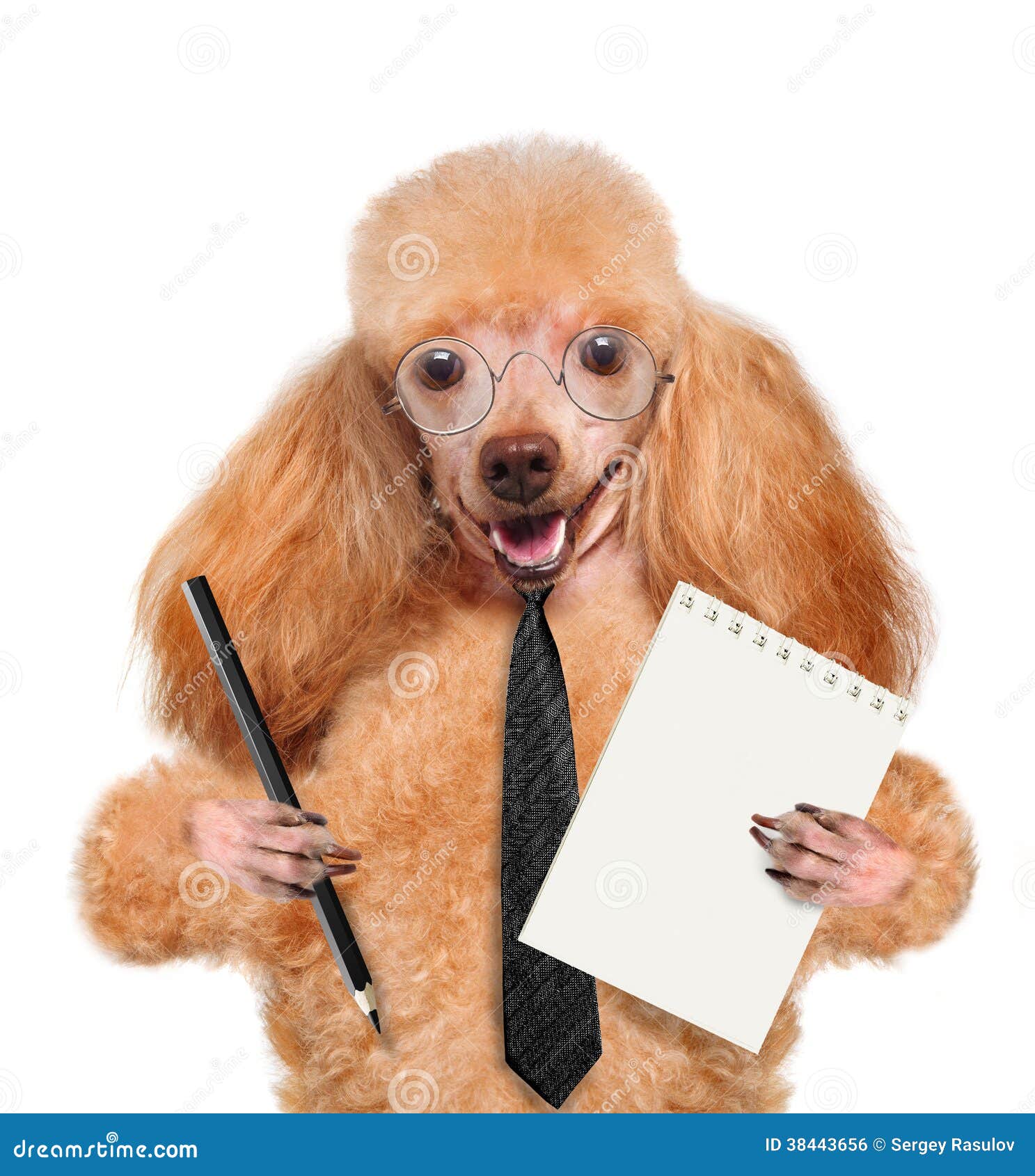 Business dog stock photo. Image of business, animal, funny - 38443656