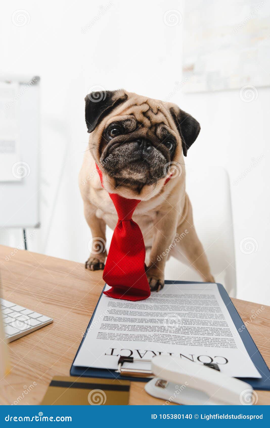 Business dog with contract stock photo. Image of boss - 105380140