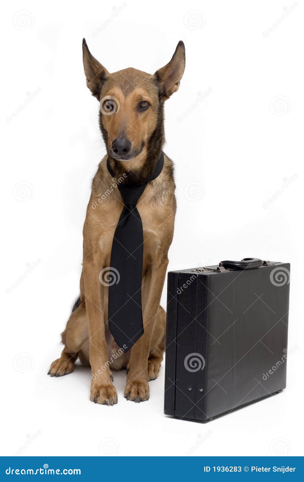 Business Dog with Suitcase stock image. Image of businessman - 1936283
